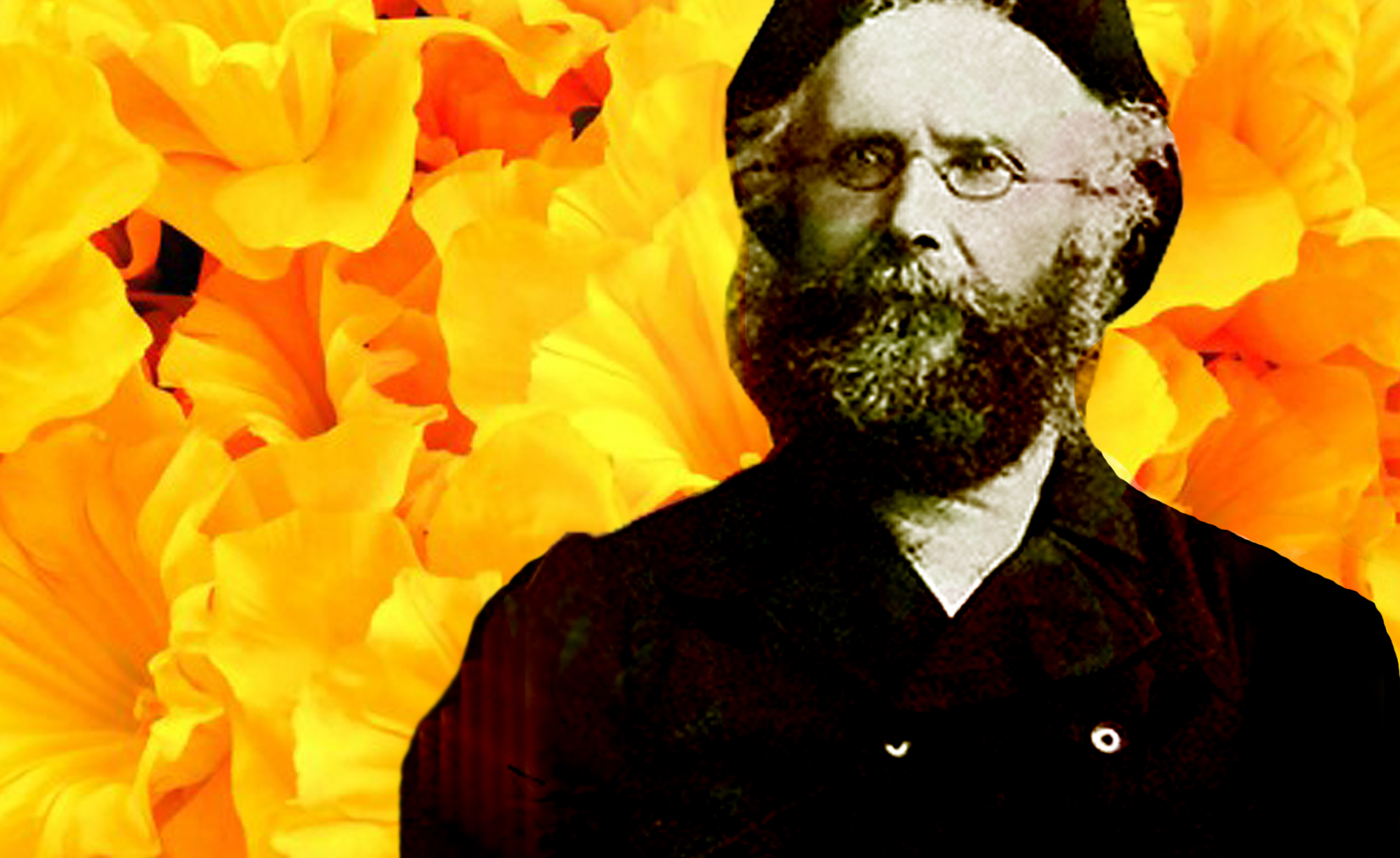 The Amazing Peter Barr | Daffodil King - Garden Moxie
