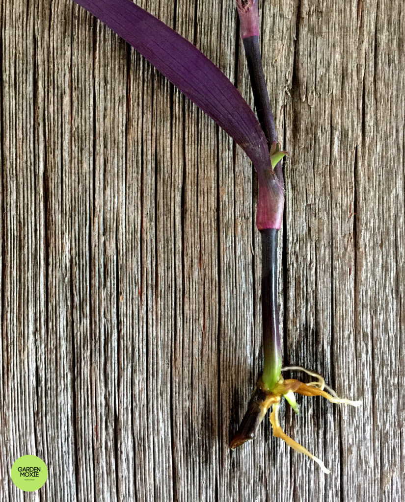 Plant Propagation - How To Take Stem Cuttings - Garden Moxie