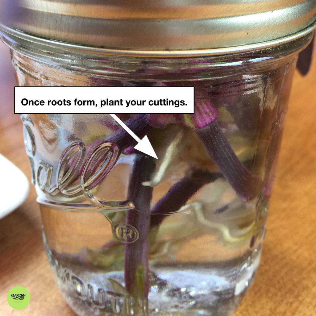 Plant Propagation - How To Take Stem Cuttings - Garden Moxie
