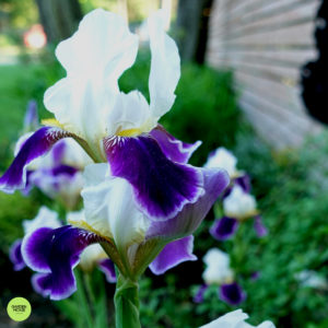 The Perennial Border Update - Garden Moxie