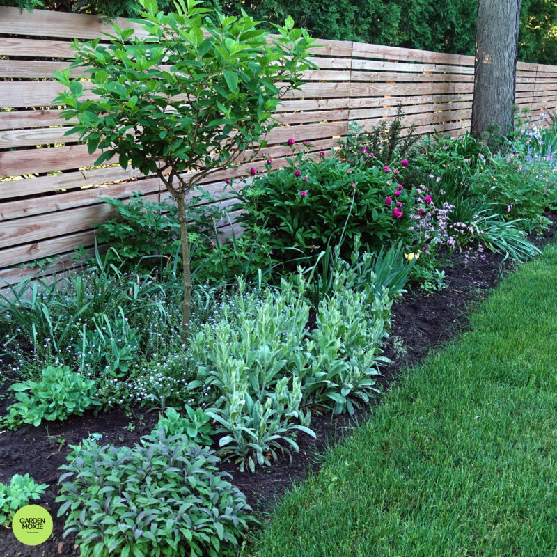 The Perennial Border Update - Garden Moxie