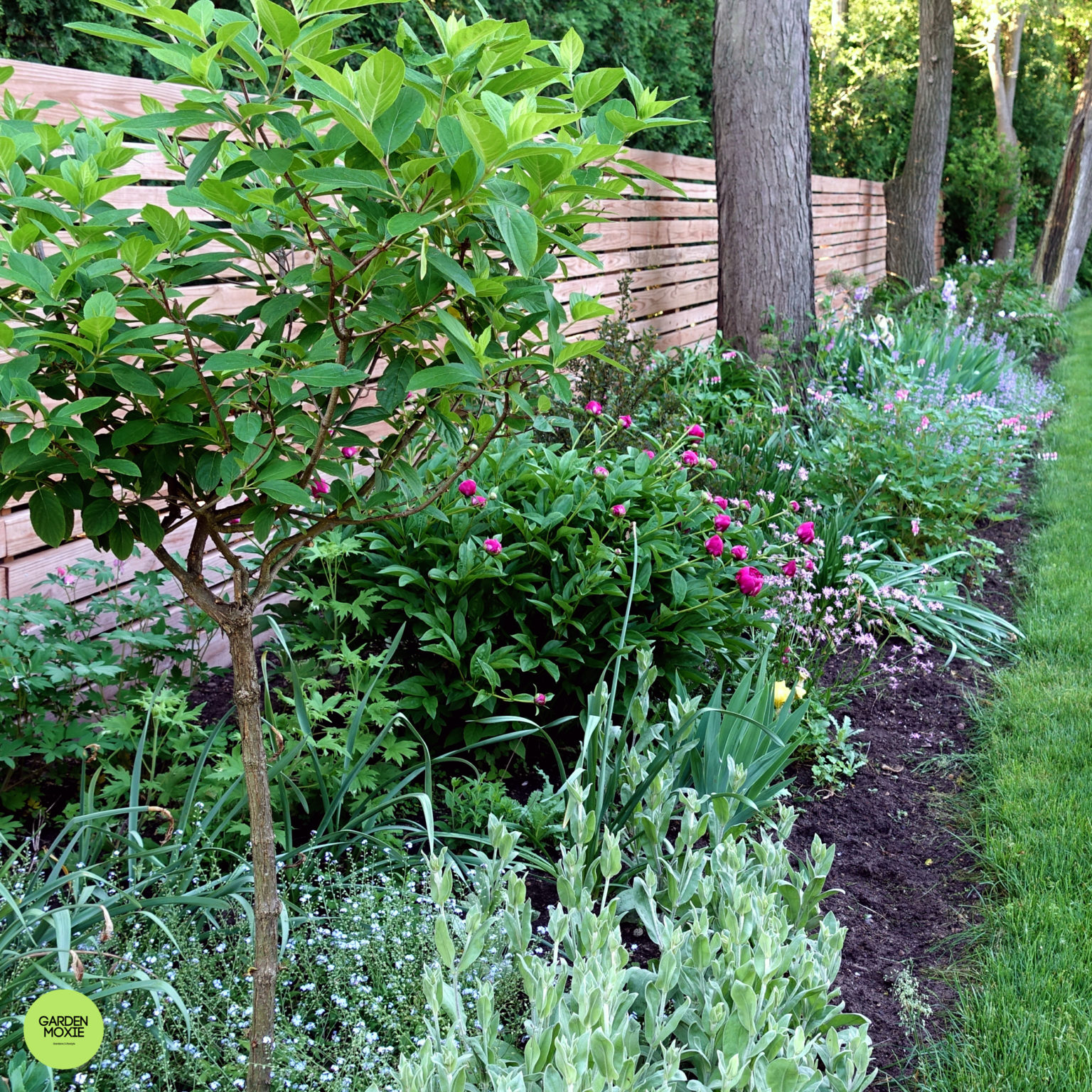 The Perennial Border Update - Garden Moxie