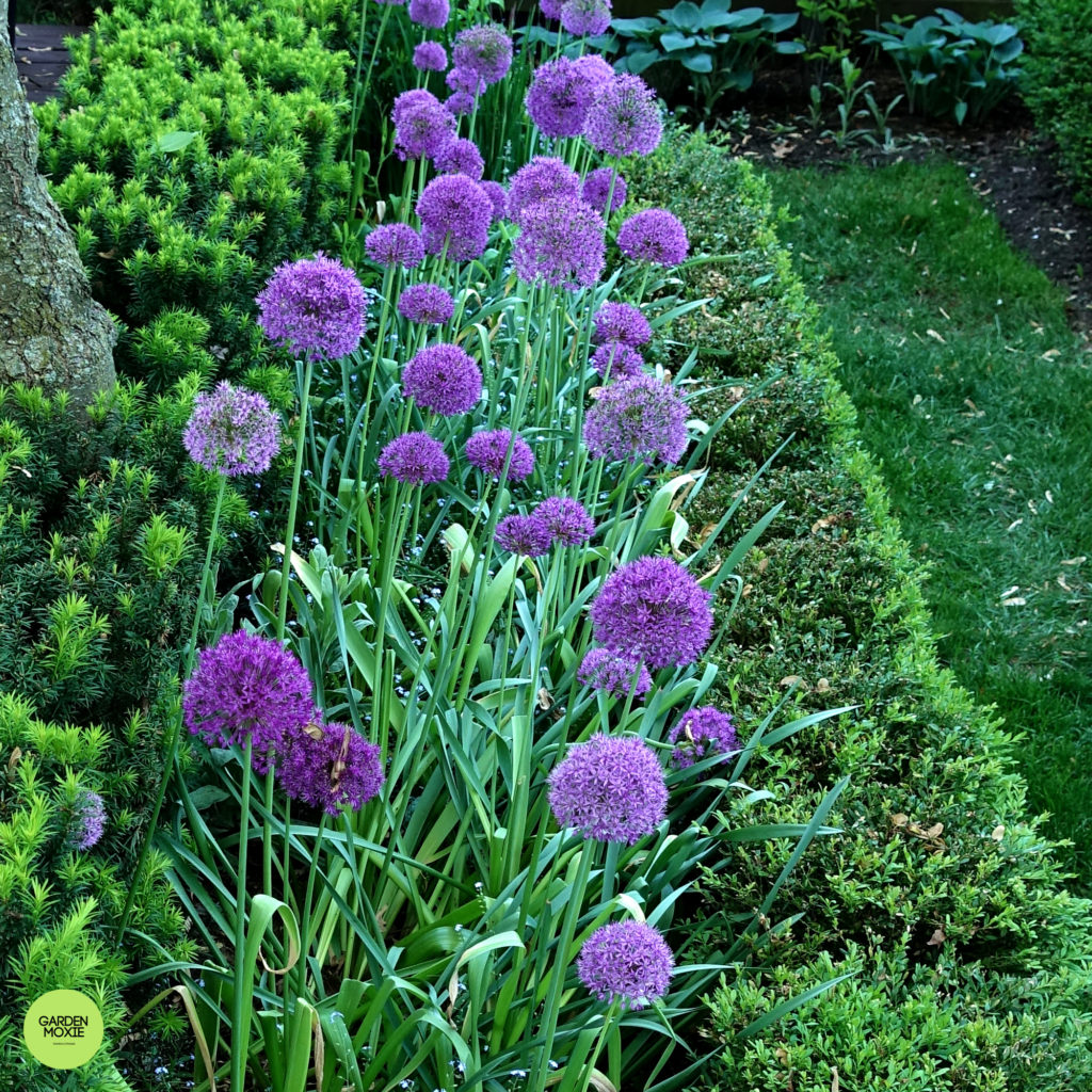 10 Amazing Deer-Resistant Plants for Your Garden - Garden Moxie