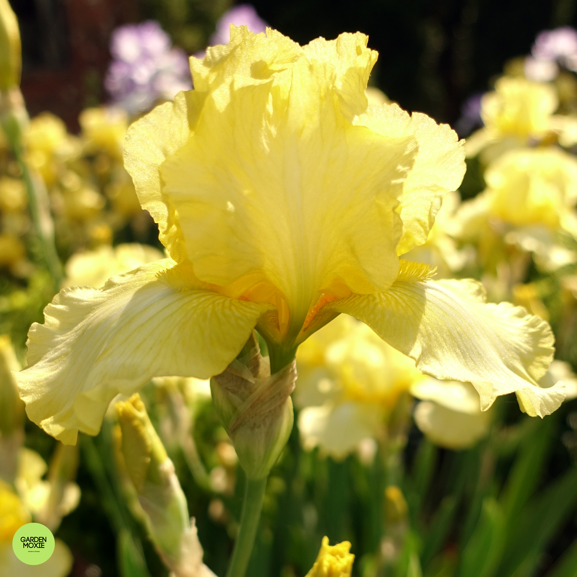 10 Amazing Deer-Resistant Plants for Your Garden - Garden Moxie