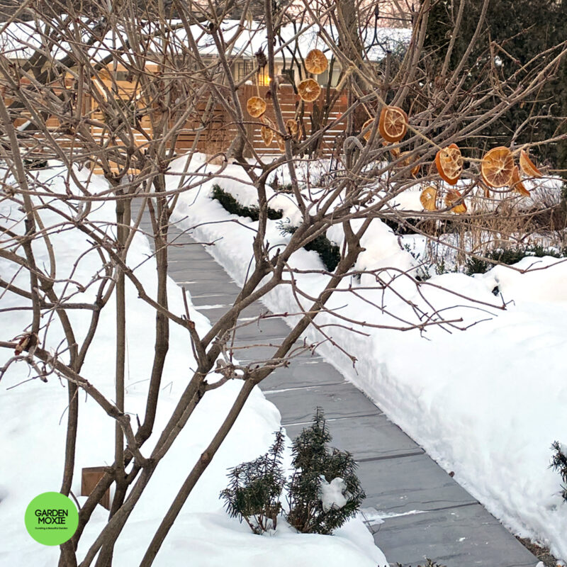 How To Make Beautiful Cyanotypes - Garden Moxie
