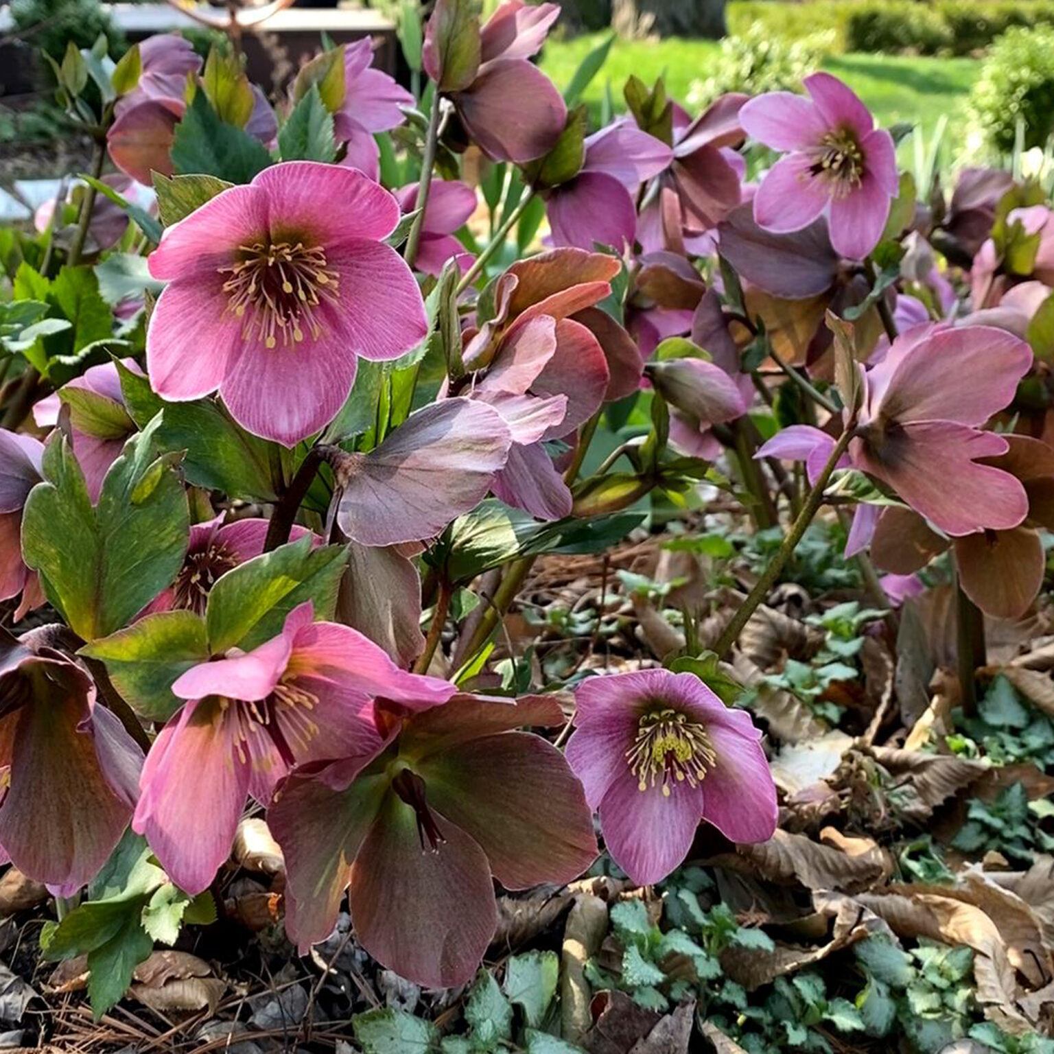 How To Make Beautiful Cyanotypes - Garden Moxie